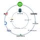 Transportation Software That Works - LoadTrek TMS Software